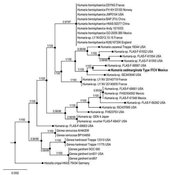 Humaria setimarginata (Pyronemataceae, Ascomycota), a new species from ...