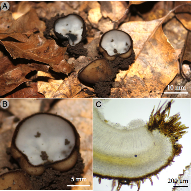 Humaria setimarginata (Pyronemataceae, Ascomycota), a new species from ...