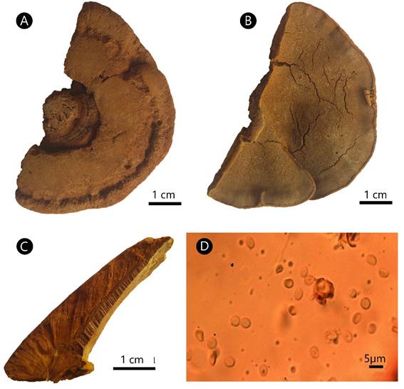 Revisión taxonómica del género Phylloporia (Hymenochaetaceae ...