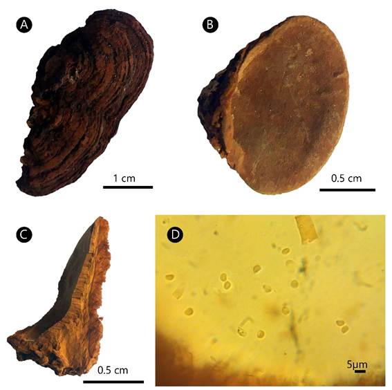 Revisión taxonómica del género Phylloporia (Hymenochaetaceae ...