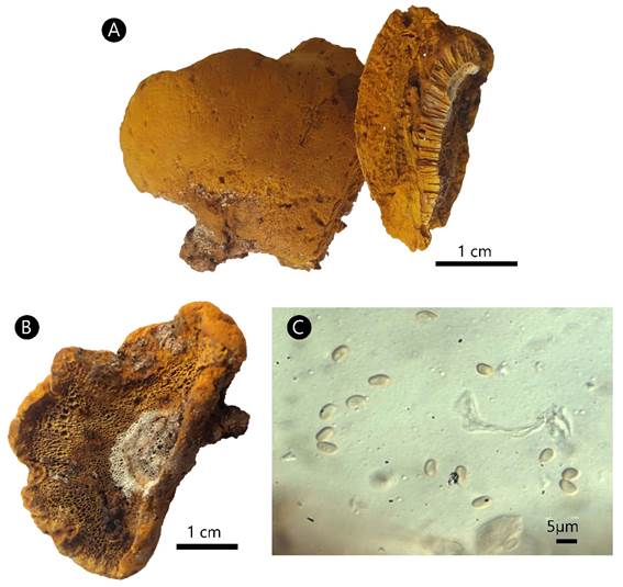 Revisión taxonómica del género Phylloporia (Hymenochaetaceae ...