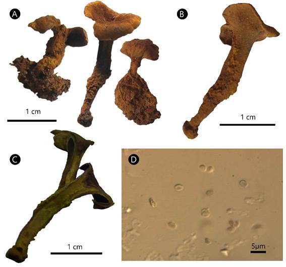 Revisión taxonómica del género Phylloporia (Hymenochaetaceae ...