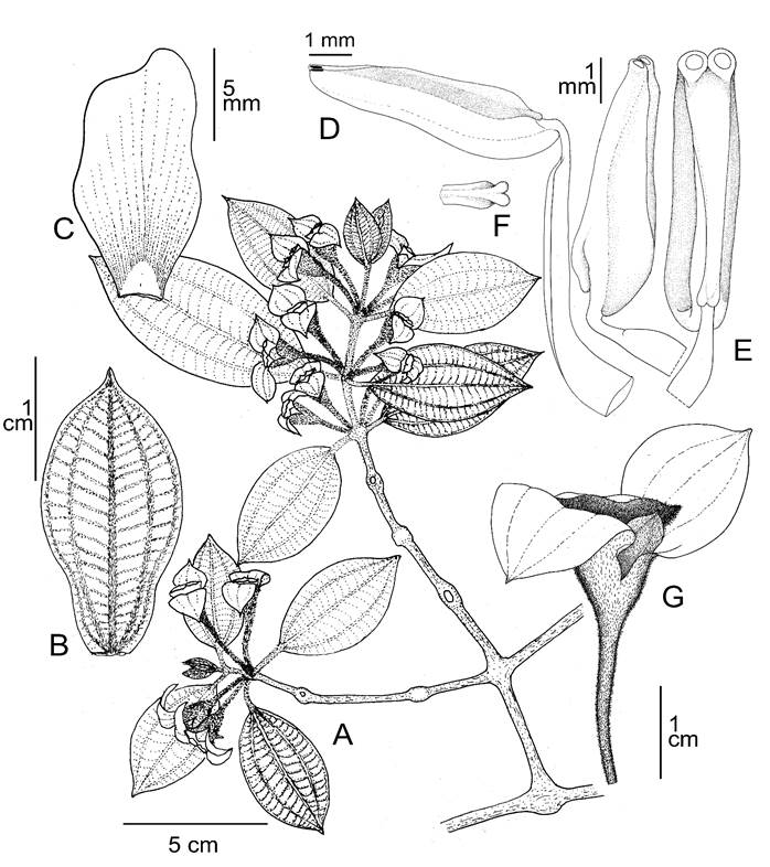 Novedades taxonómicas y sinopsis del género Blakea (Melastomataceae ...
