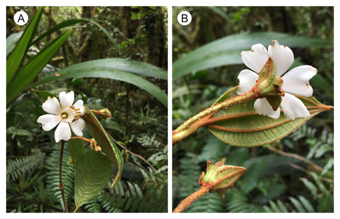 Novedades taxonómicas y sinopsis del género Blakea (Melastomataceae ...