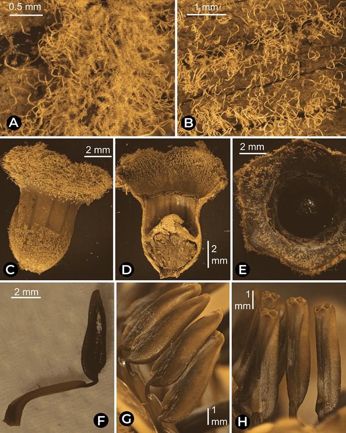 Novedades taxonómicas y sinopsis del género Blakea (Melastomataceae ...
