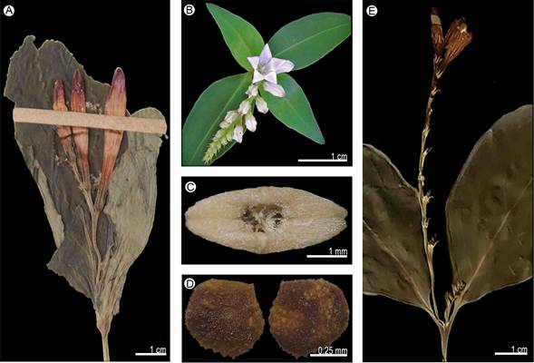 Synopsis of the genus Spigelia (Loganiaceae) in North America, Central ...