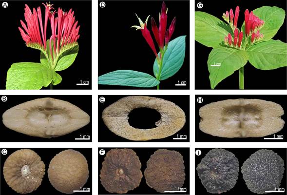 Synopsis of the genus Spigelia (Loganiaceae) in North America, Central ...