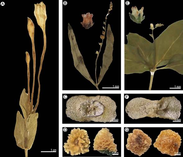 Synopsis of the genus Spigelia (Loganiaceae) in North America, Central ...