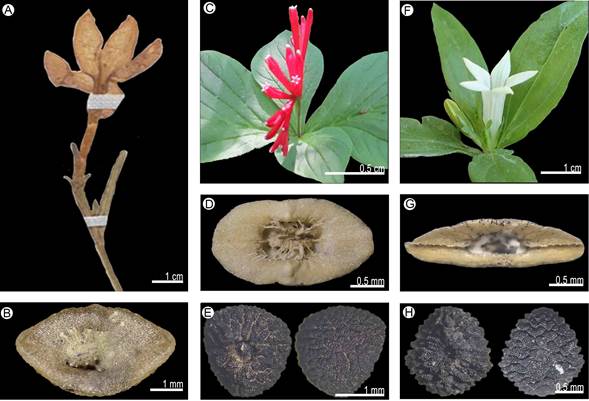 Synopsis of the genus Spigelia (Loganiaceae) in North America, Central ...