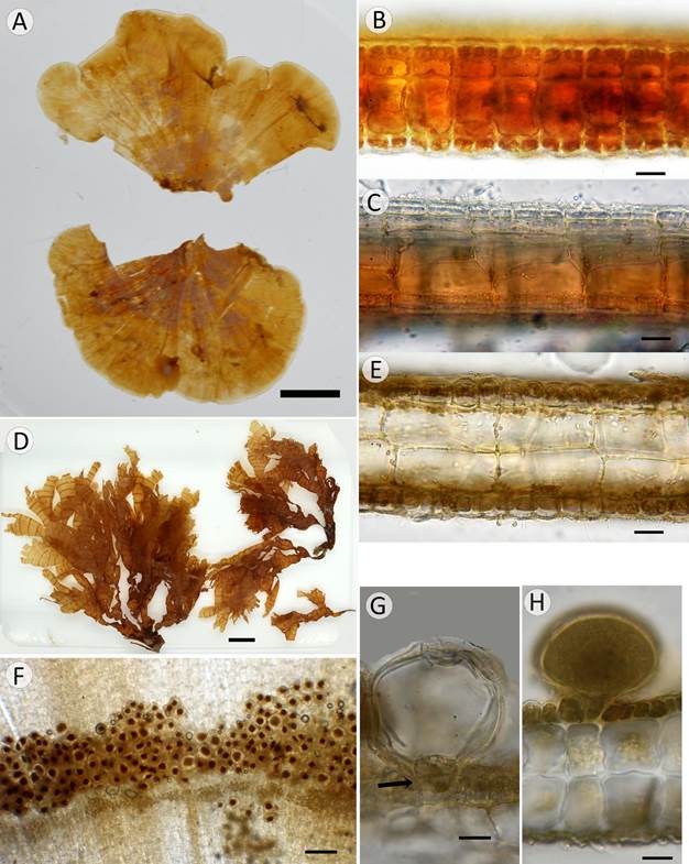 Notes on the marine algae of the International Biosphere Reserve ...