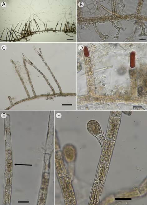 Notes on the marine algae of the International Biosphere Reserve ...
