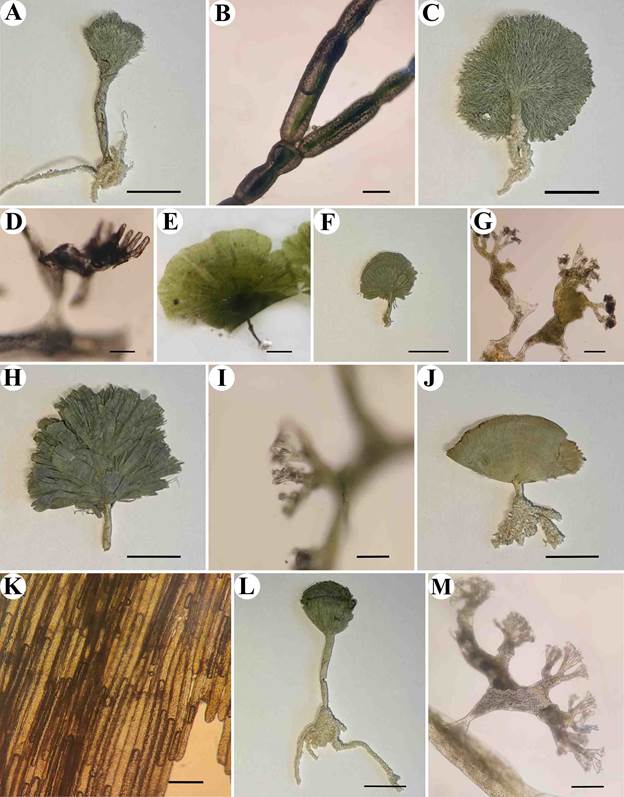 Taxonomic composition and substrate affinity of conspicuous marine ...