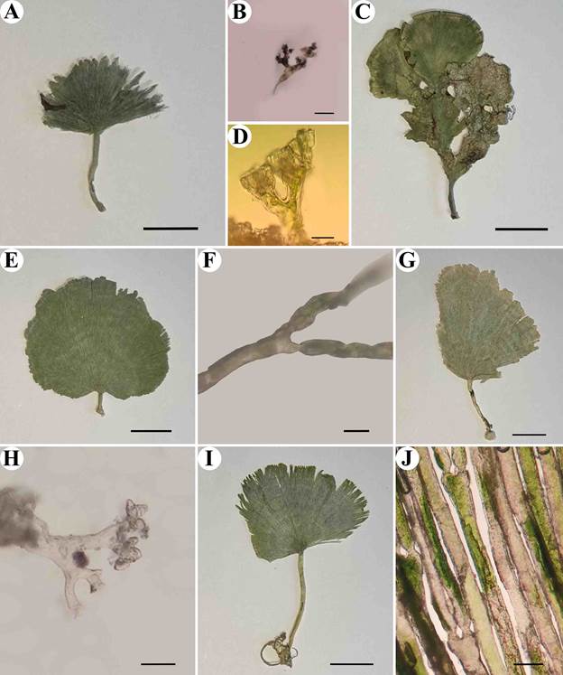 Taxonomic composition and substrate affinity of conspicuous marine ...