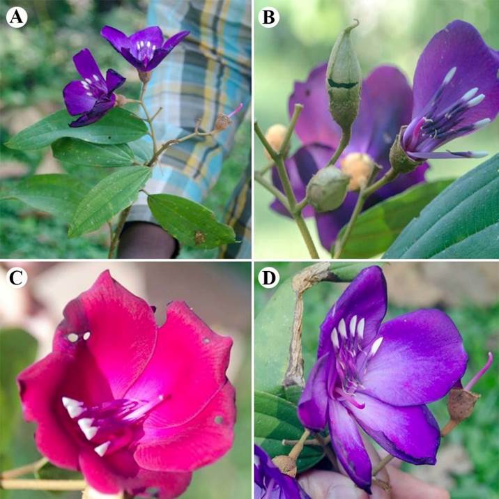 Descripción de Meriania alexandrae (Melastomataceae, Merianieae), una ...