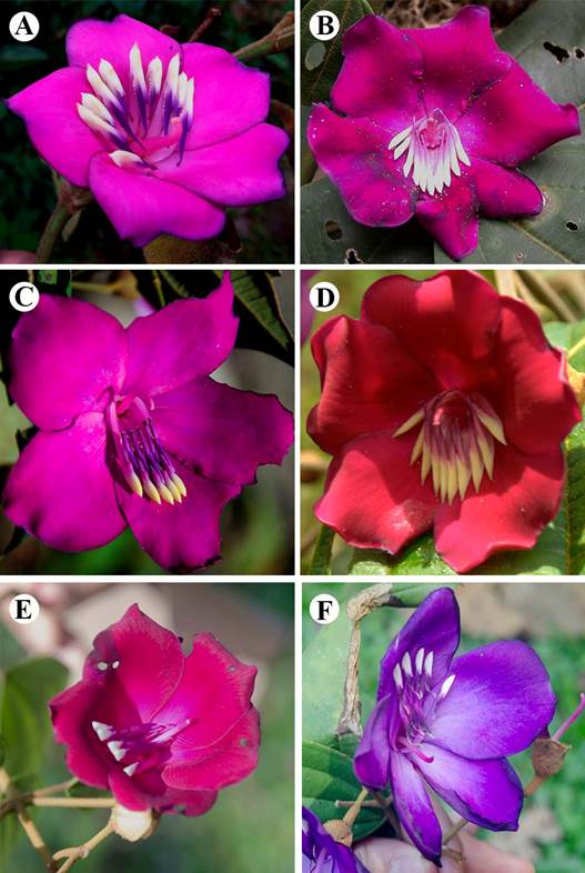 Descripción de Meriania alexandrae (Melastomataceae, Merianieae), una ...