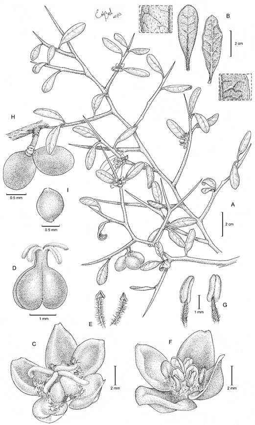 Una especie nueva, Castela juyyaania (Simaroubaceae), y tres registros ...