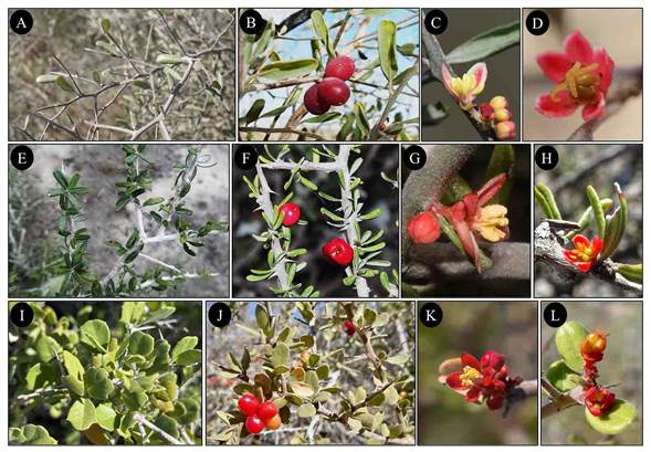 Una especie nueva, Castela juyyaania (Simaroubaceae), y tres registros ...