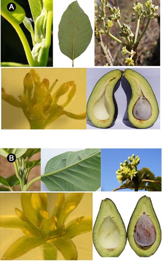 Descripción morfológica y molecular de un nuevo híbrido de Persea ...
