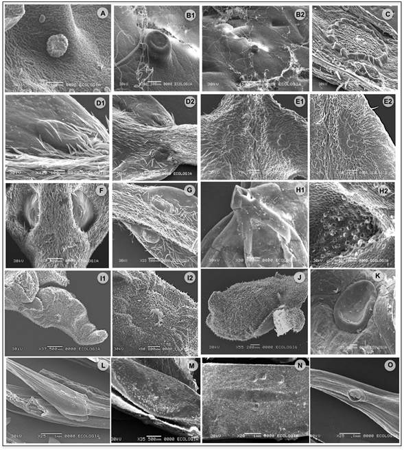Morphological characterization of extrafloral nectaries in Brazilian ...