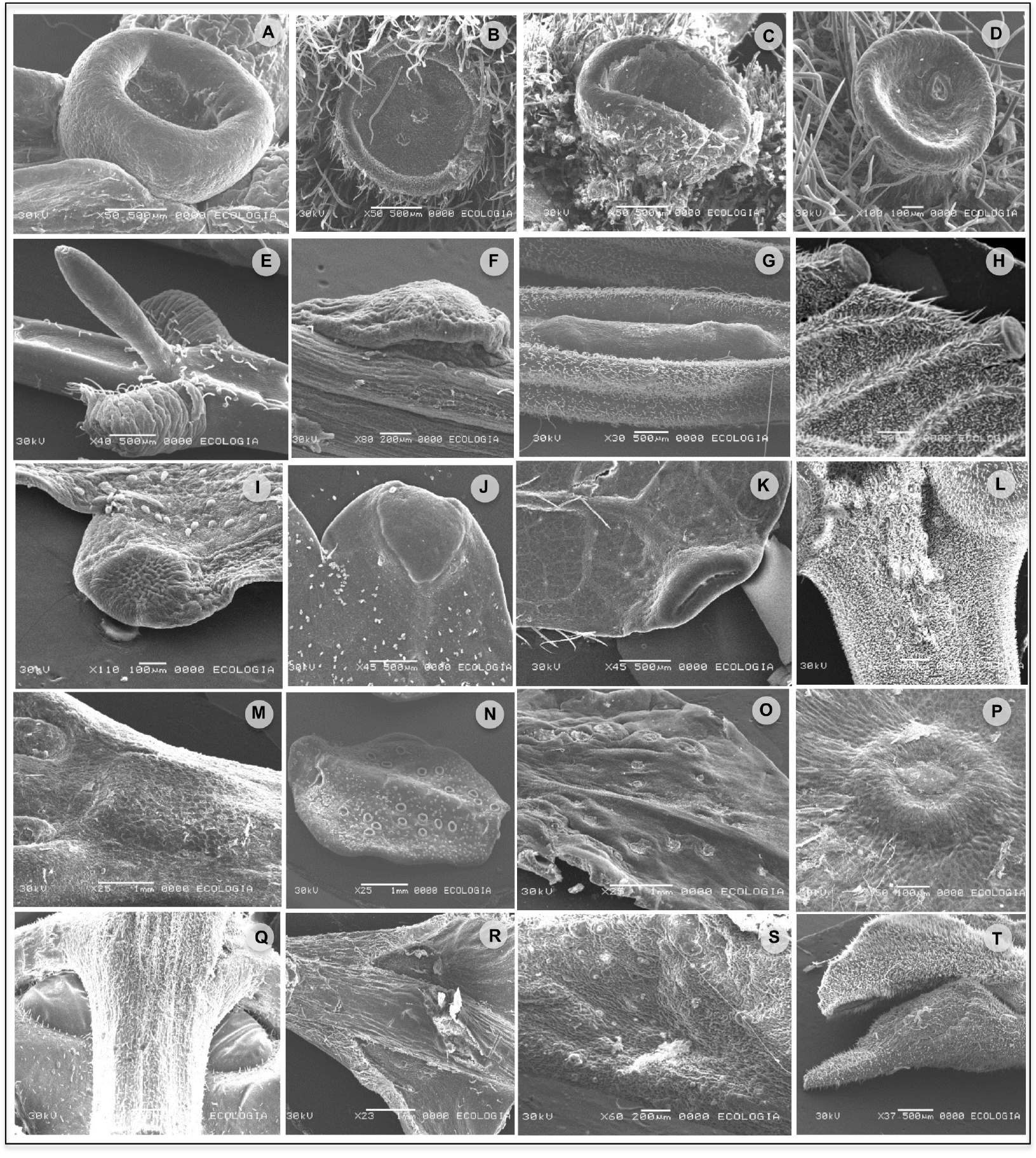 Morphological characterization of extrafloral nectaries in Brazilian ...