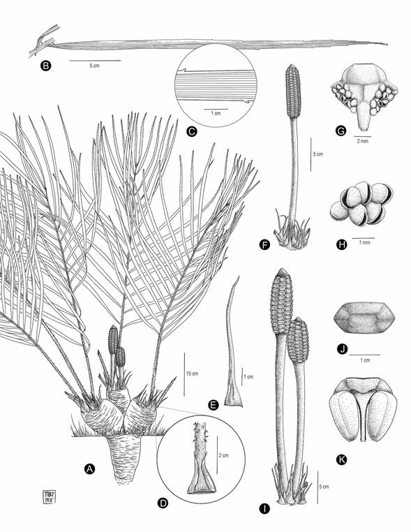 Reestablishment of Zamia lawsoniana (Zamiaceae, Cycadales), an endemic ...