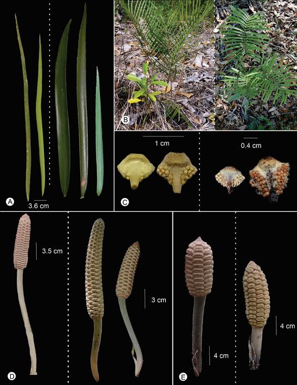Reestablishment of Zamia lawsoniana (Zamiaceae, Cycadales), an endemic ...