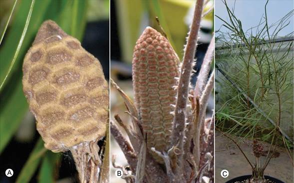 Reestablishment of Zamia lawsoniana (Zamiaceae, Cycadales), an endemic ...
