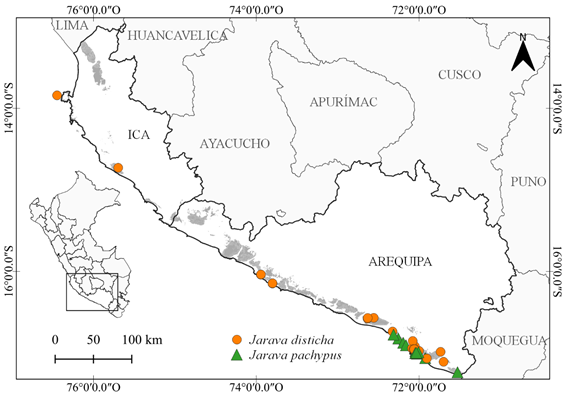 Jarava disticha (Poaceae, Pooideae, Stipeae), una nueva combinación ...