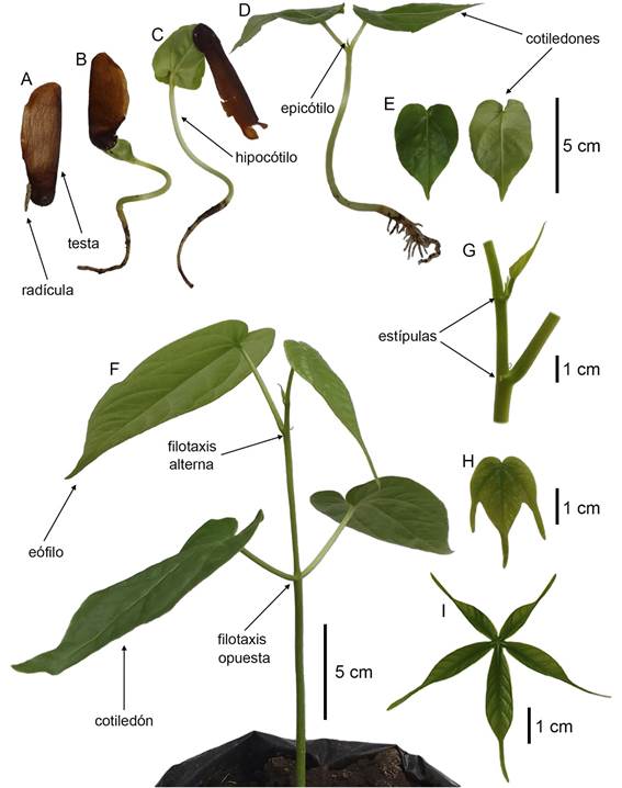 Germinación de semillas del árbol neotropical Bernoullia flammea ...
