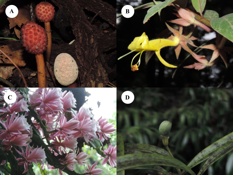 Levantamiento florístico de un bosque mesófilo de montaña en la Sierra ...