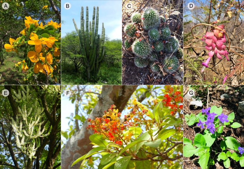 Flora nativa y vegetación de la Reserva de la Biosfera Sierra de ...