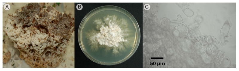 In vitro culture of Leucoagaricus gongylophorus (Agaricaceae), symbiont ...