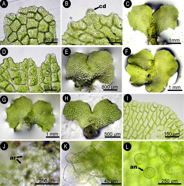Desarrollo de la fase gametofítica de ocho especies de Pellaea ...