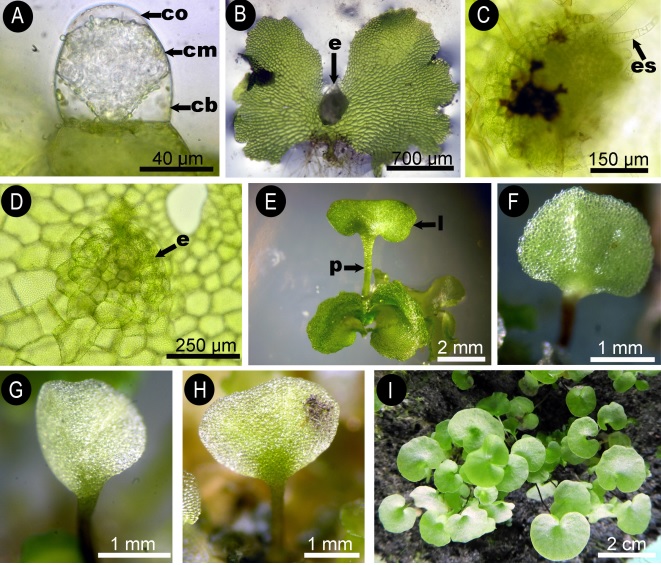 Desarrollo de la fase gametofítica de ocho especies de Pellaea ...
