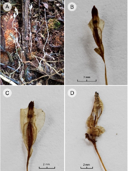 Burmannia tenella (Burmanniaceae) in Costa Rica: A new addition to the ...
