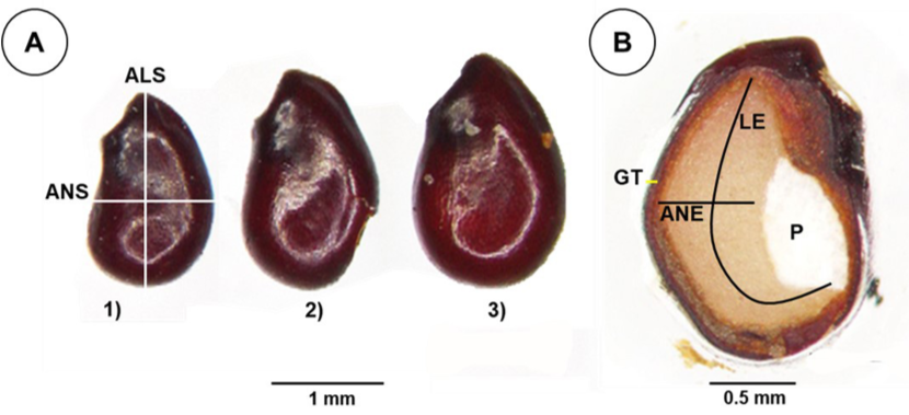 Efecto de tratamientos pregerminativos y peso de la semilla en la ...