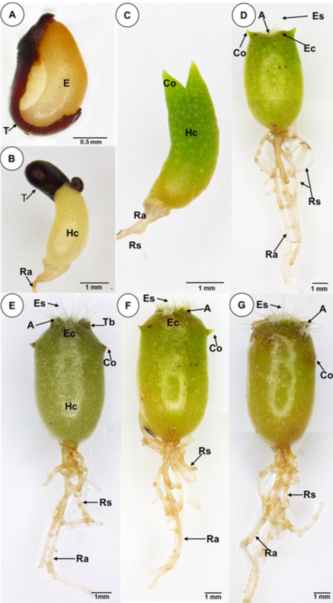 Efecto de tratamientos pregerminativos y peso de la semilla en la ...