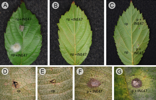 First report of Apiospora intestini (Apiosporaceae) in blackberry ...