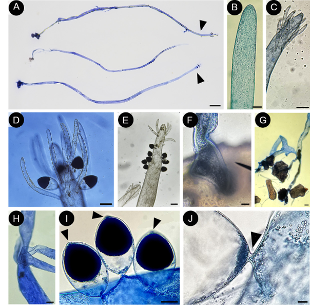 Notes on the marine algae of the International Biosphere Reserve ...