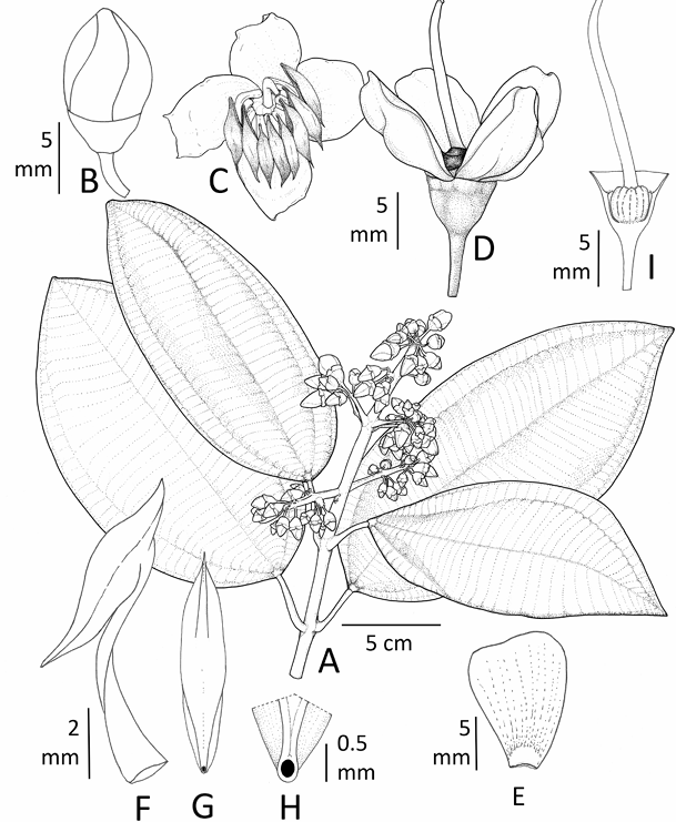 Axinaea filandiensis (Melastomataceae, Merianieae), a new species from ...