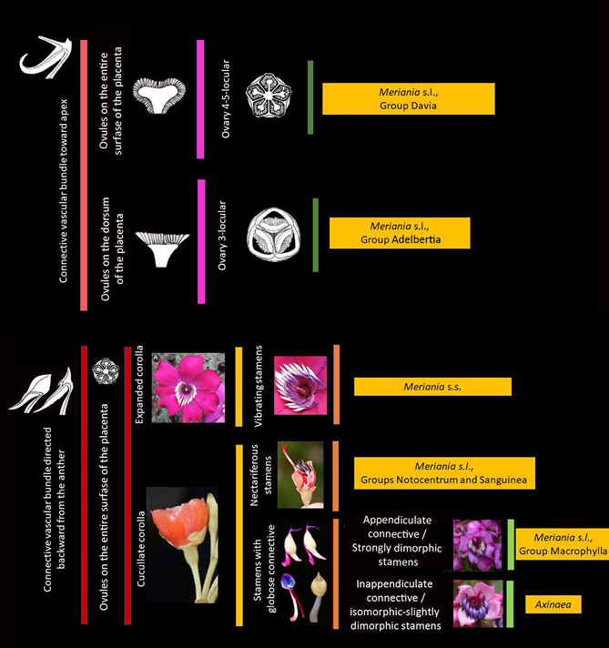 Axinaea filandiensis (Melastomataceae, Merianieae), a new species from ...