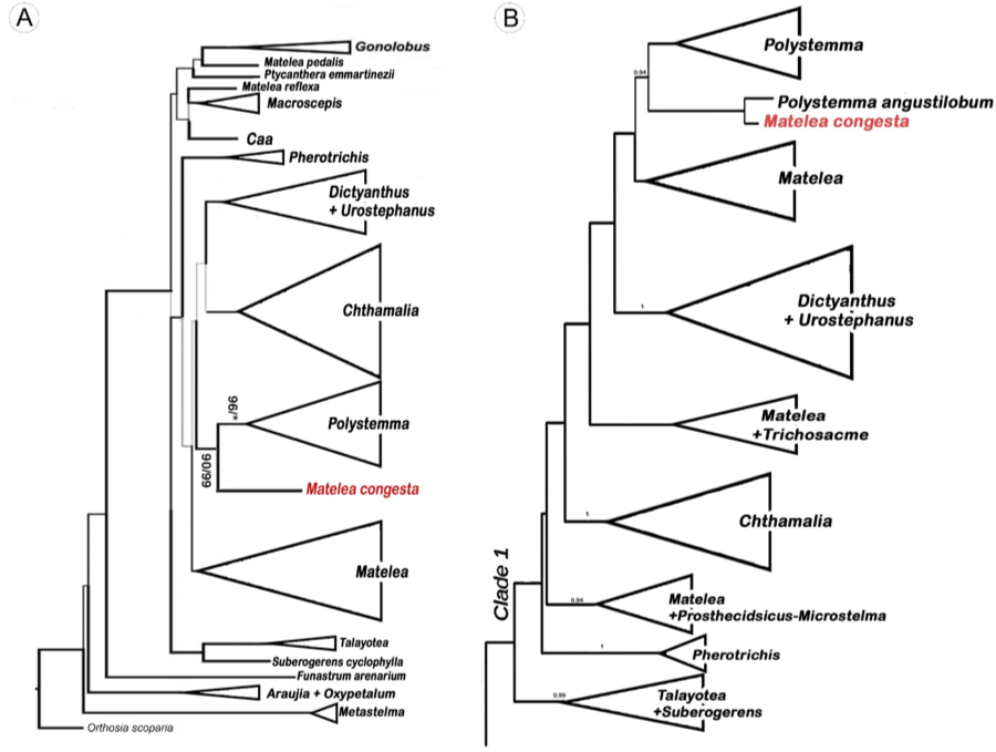 Un nuevo género y una nueva especie para Gonolobinae (Apocynaceae ...