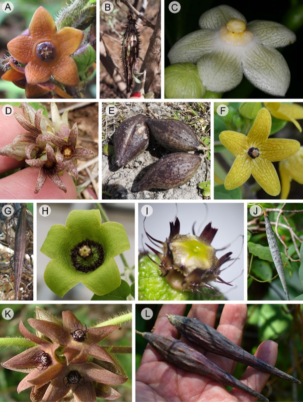 Un nuevo género y una nueva especie para Gonolobinae (Apocynaceae ...