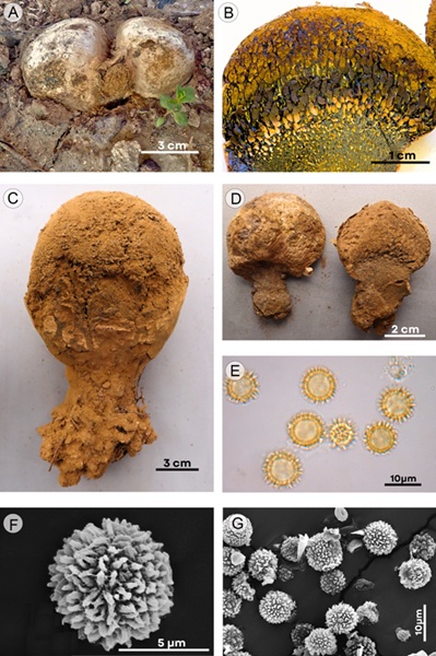 A contribution to the taxonomy and phylogeny of the genus Pisolithus ...
