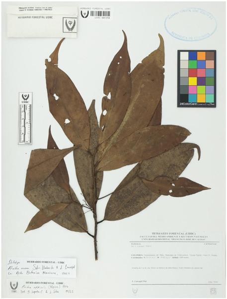 Cinco especies nuevas de Aniba (Lauraceae) de Colombia
