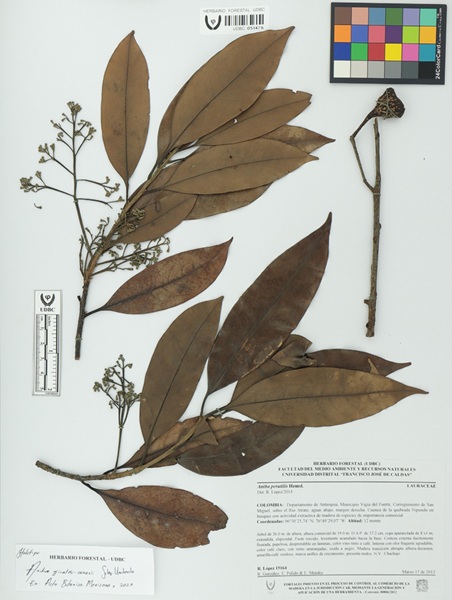 Cinco especies nuevas de Aniba (Lauraceae) de Colombia