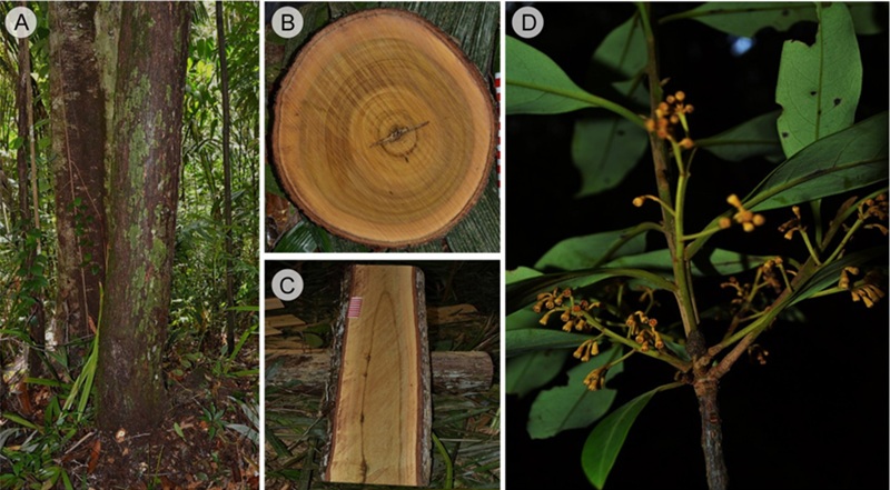 Cinco especies nuevas de Aniba (Lauraceae) de Colombia