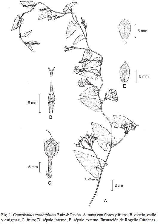 Registro de Convolvulus crenatifolius Ruiz & Pavón (Convolvulaceae) en ...