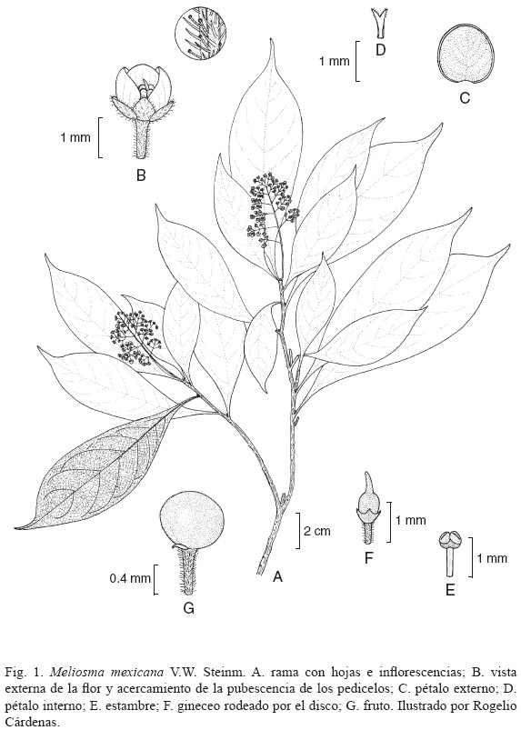 Meliosma mexicana (Sabiaceae), una especie nueva de la Sierra Madre ...