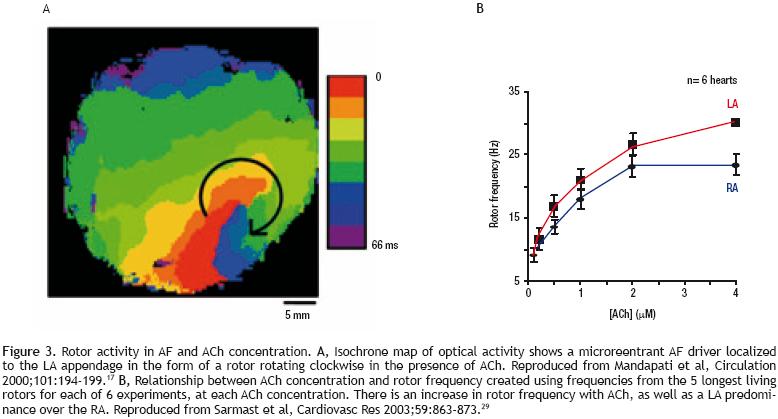 Ionic and substrate mechanisms of atrial fibrillation: rotors and the ...